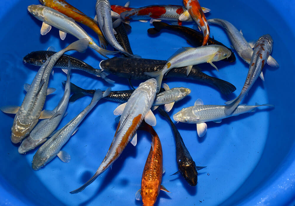 Oyama assorted Dragon Scale Kawarigoi 7-9” – a1koipond