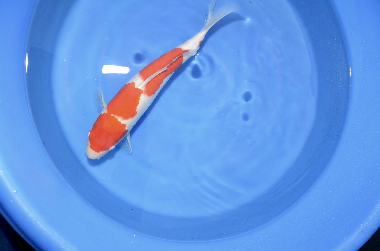 16” FEMALE Kohaku High Quality JAPANESE Koi live fish standard fin ...