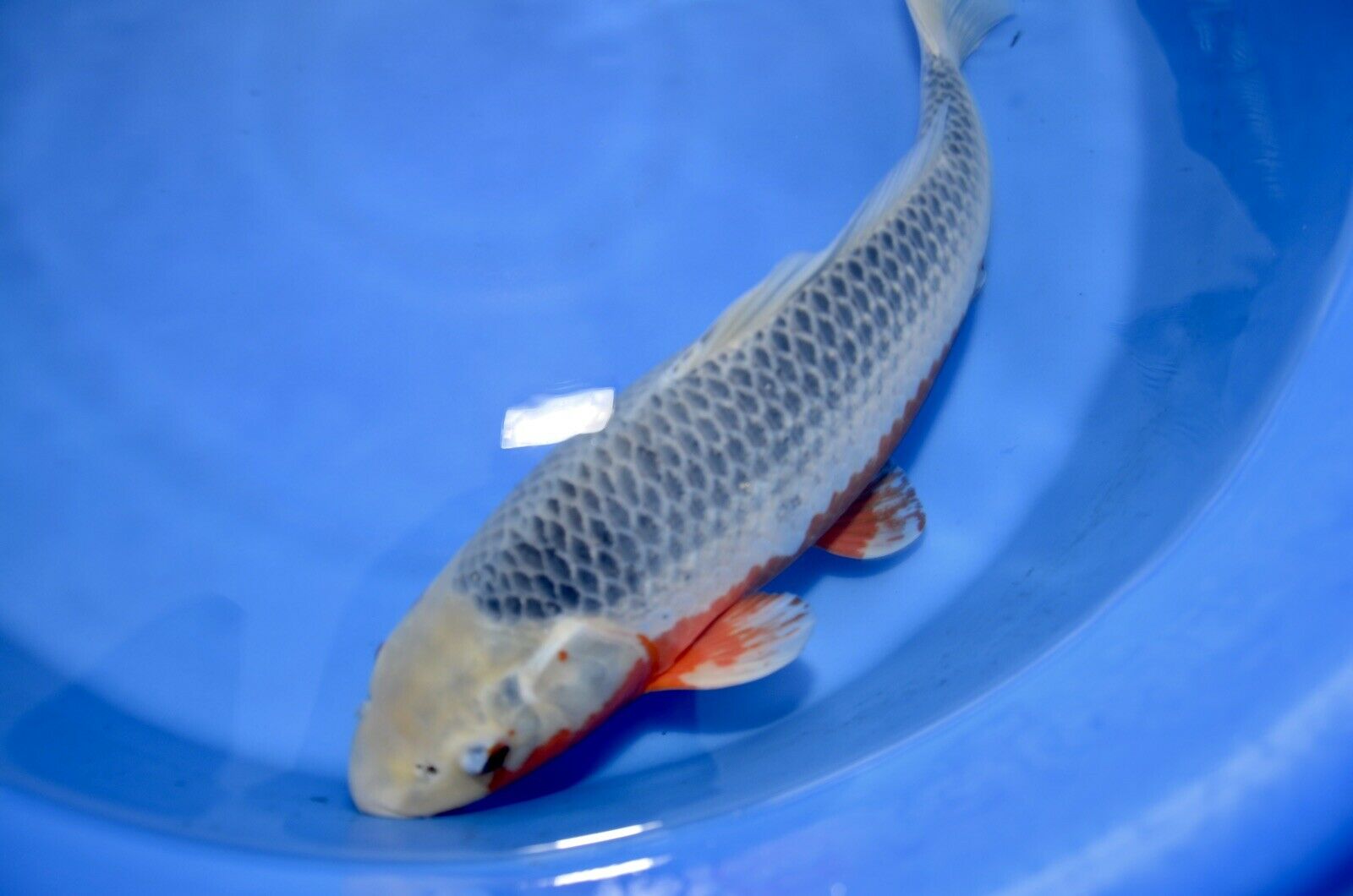 18” Asagi High Quality JAPANESE Koi live fish standard fin A1koi ...